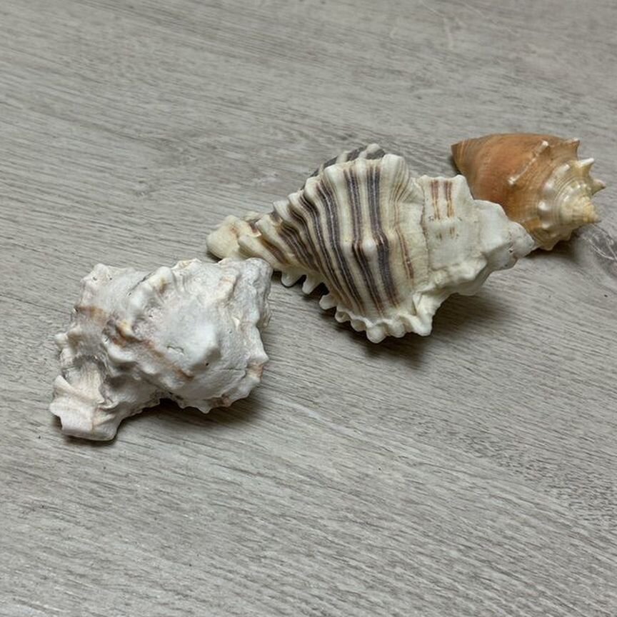 Ракушки морские