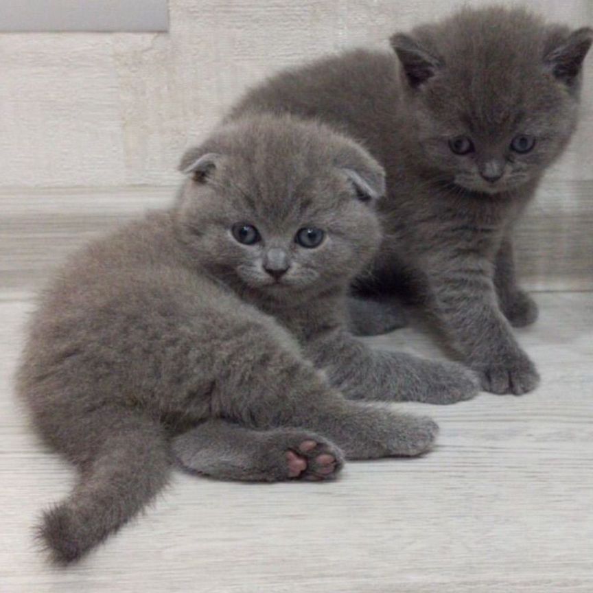 Шотландский вислоухий короткошёрстный котёнок