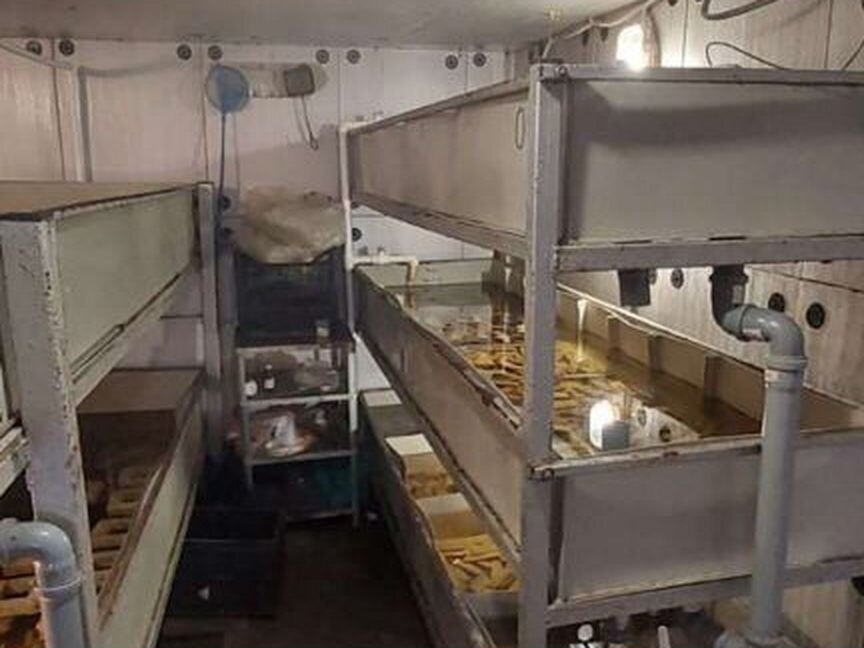 Узв для разведения раков и креветок