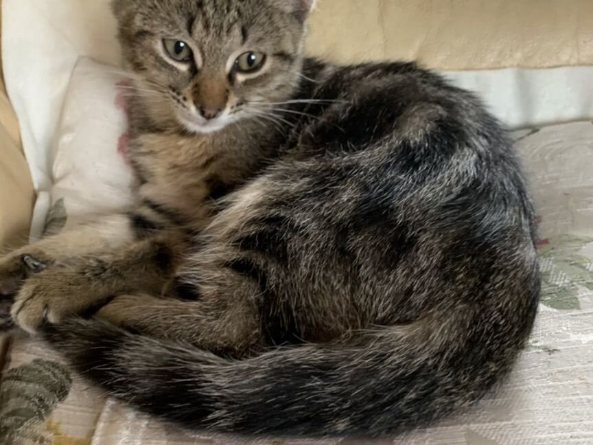 Котик маленький