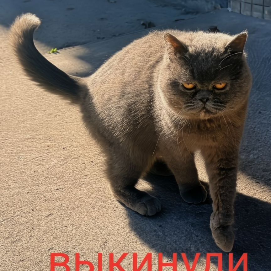 Британская короткошёрстная, взрослая кошка