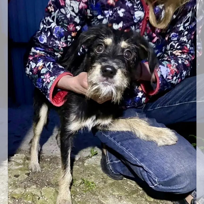 Взрослый пёс в добрые руки