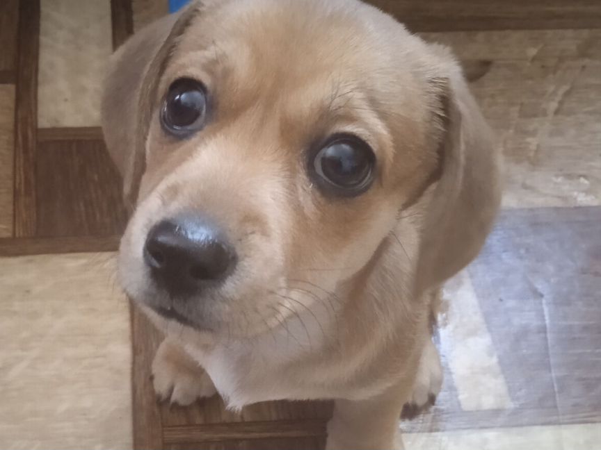 Маленькая породистая собака