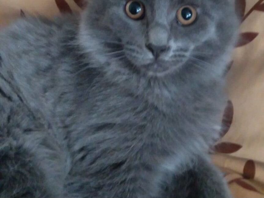 Продам котят мейн-кунов полукровок