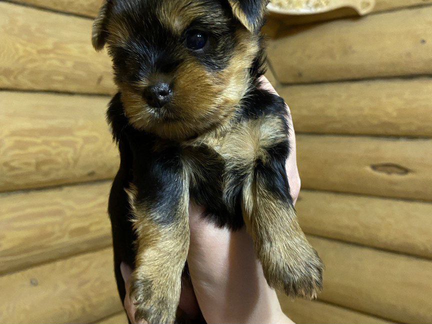 Йоркширский терьер щенки