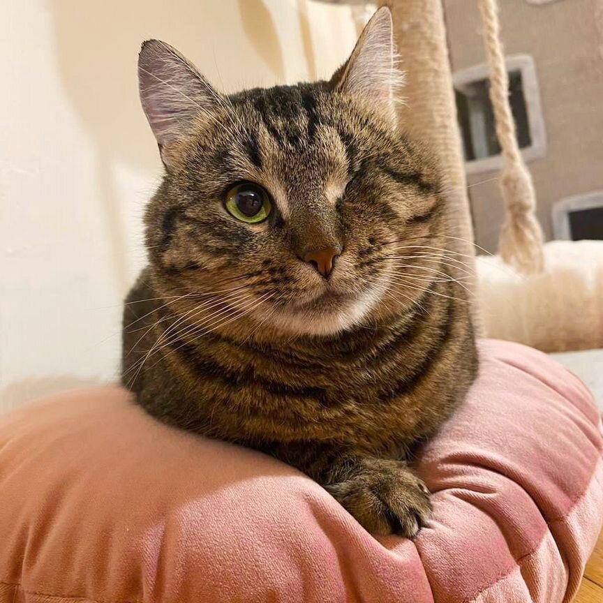 Очаровательная особенная кошка ищет дом