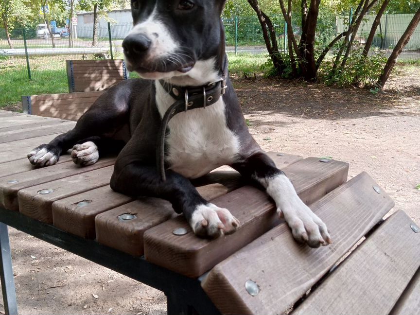 Стаффордширский терьер щенок девочка