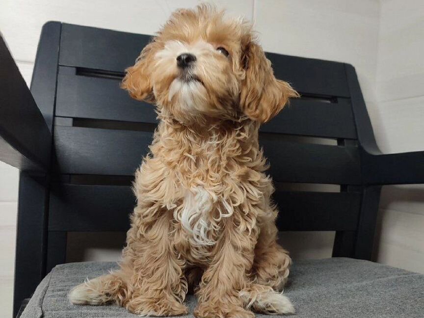 Мальтипу ф1