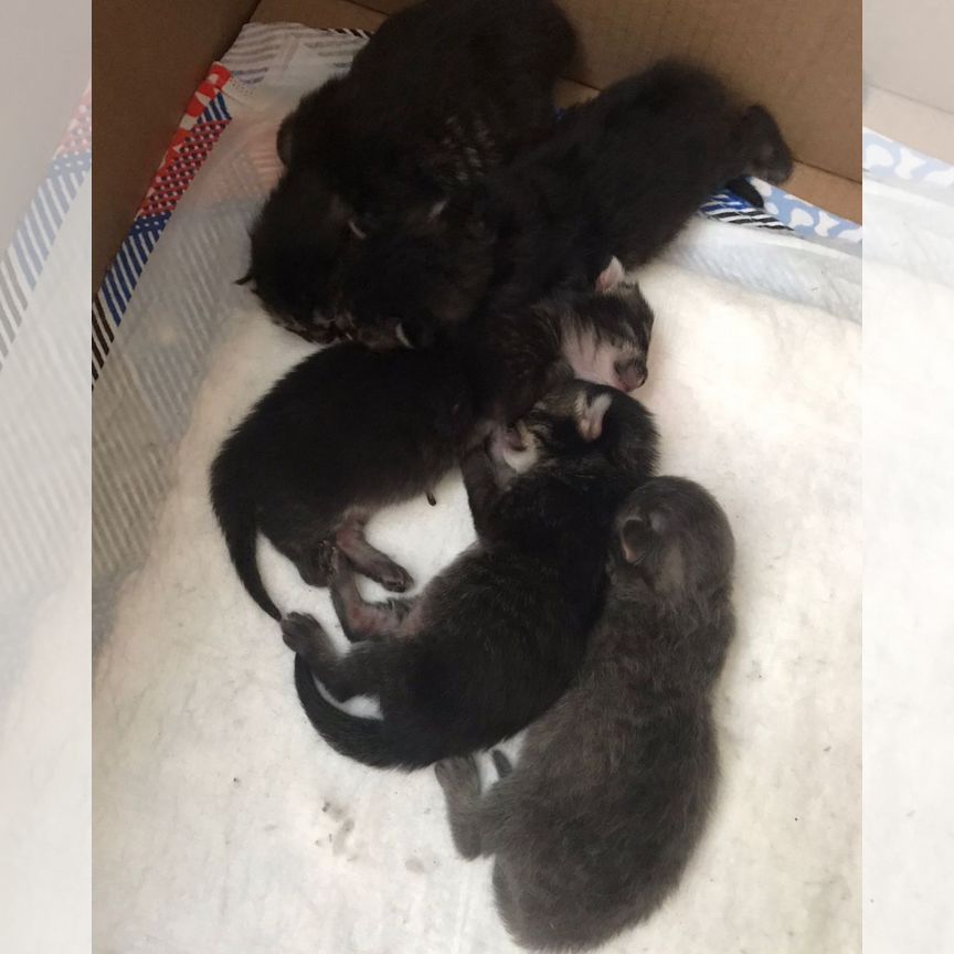 Котята в добрые руки