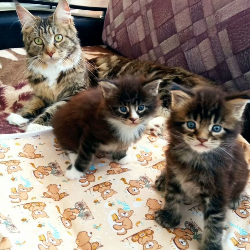 Котята мейн-кун