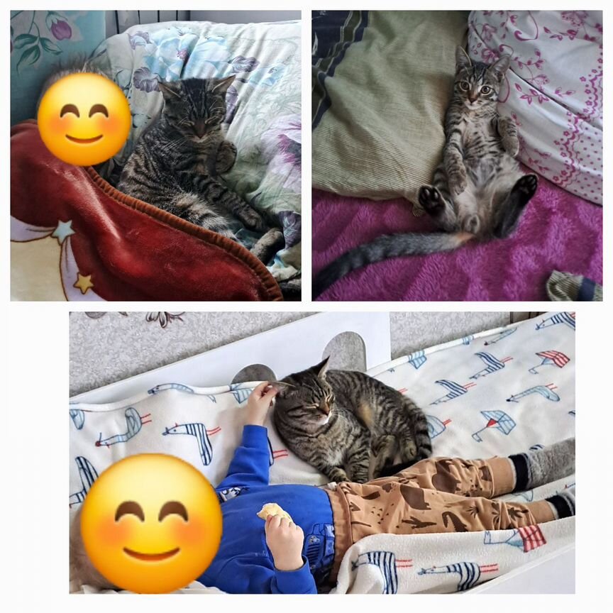 Кошки