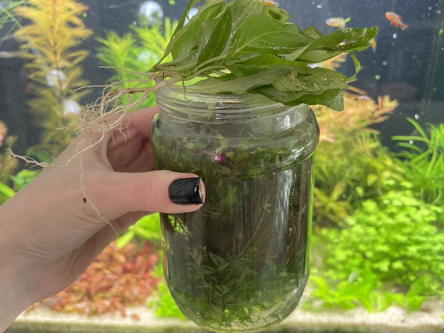 Аквариумные растения Прополка