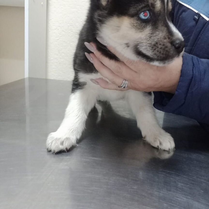 Щенки хаски