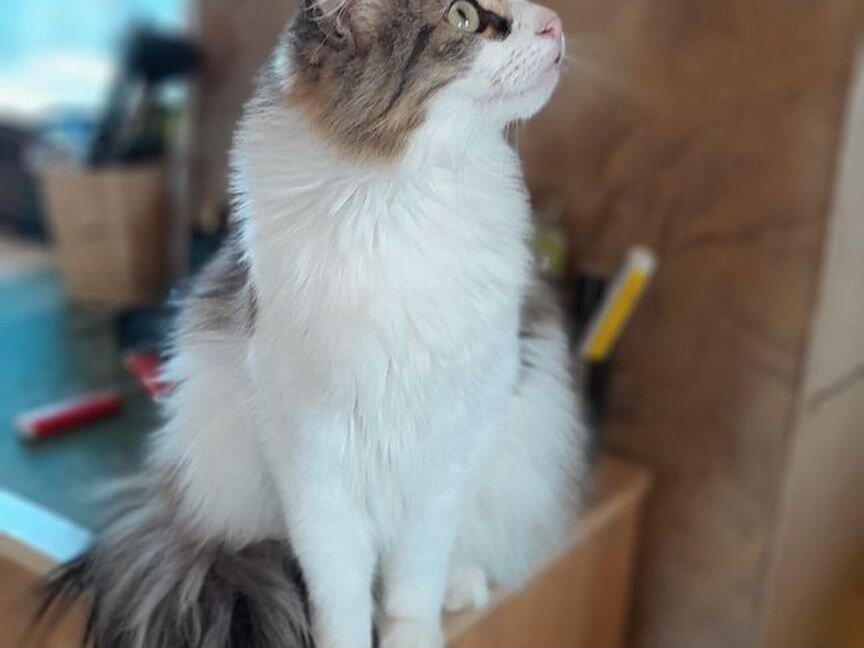 Кошка Маняша