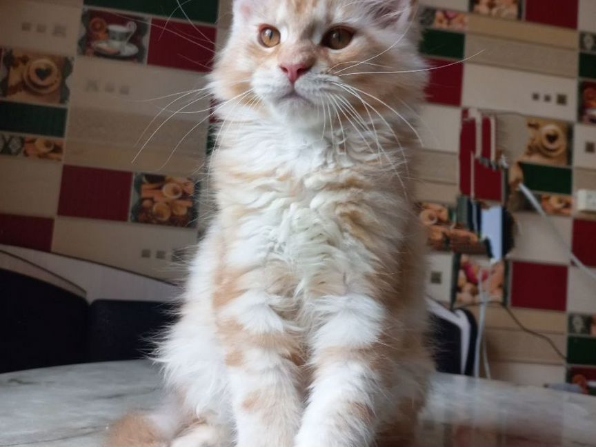 Котята мейн-кун