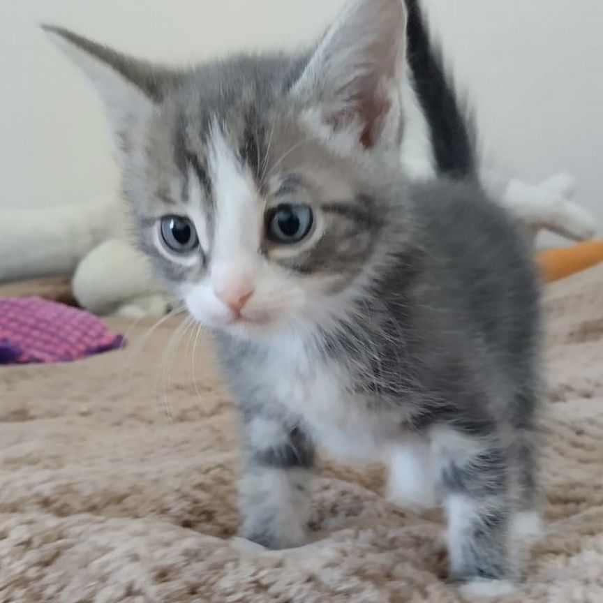 Котенок мальчик (1,5 мес.) в добрые руки