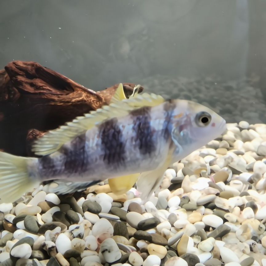 Цихлазома чернополосатая