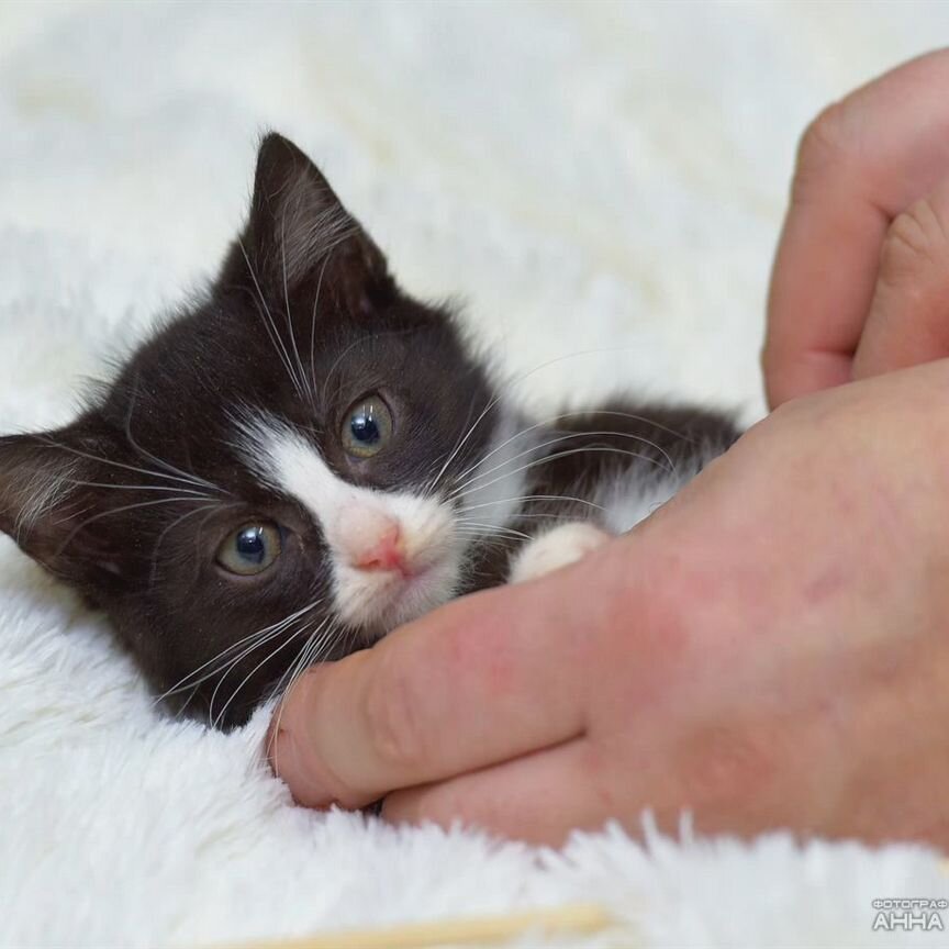 Чудесный котенок девочка спасена с улицы