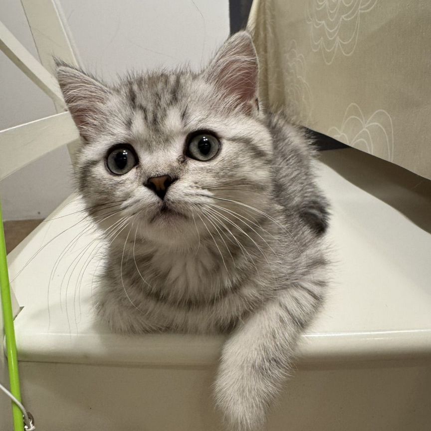 Шотландский котенок