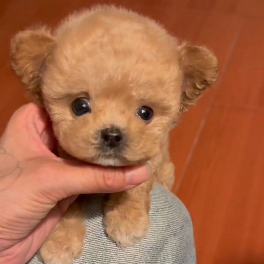 Мальтипу, щенок