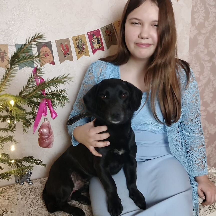 Песик-полутаксик