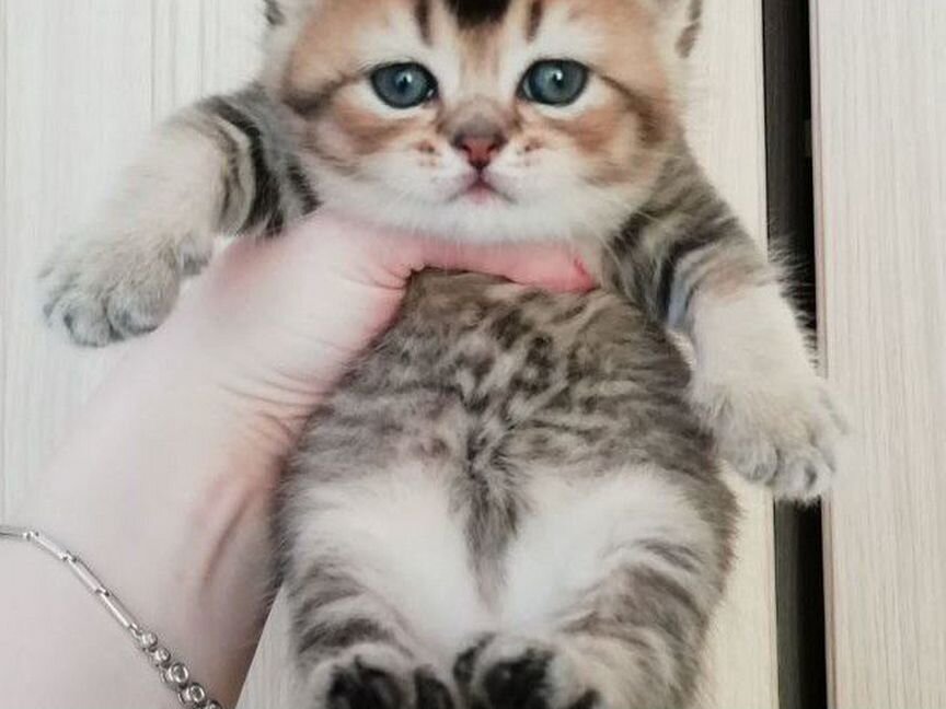 Шотландские очаровательные пупсики