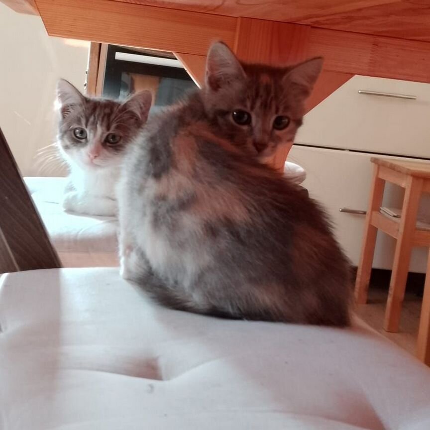 Милые котята