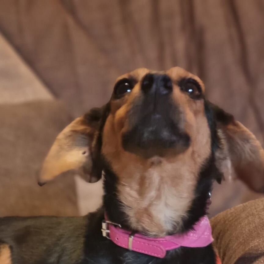 Мелкая девочка в добрые руки