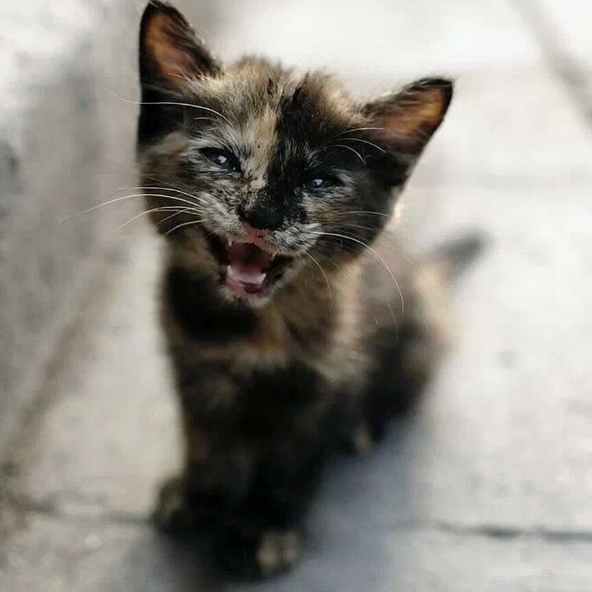 Котик на передержку. Поддепжи котенка