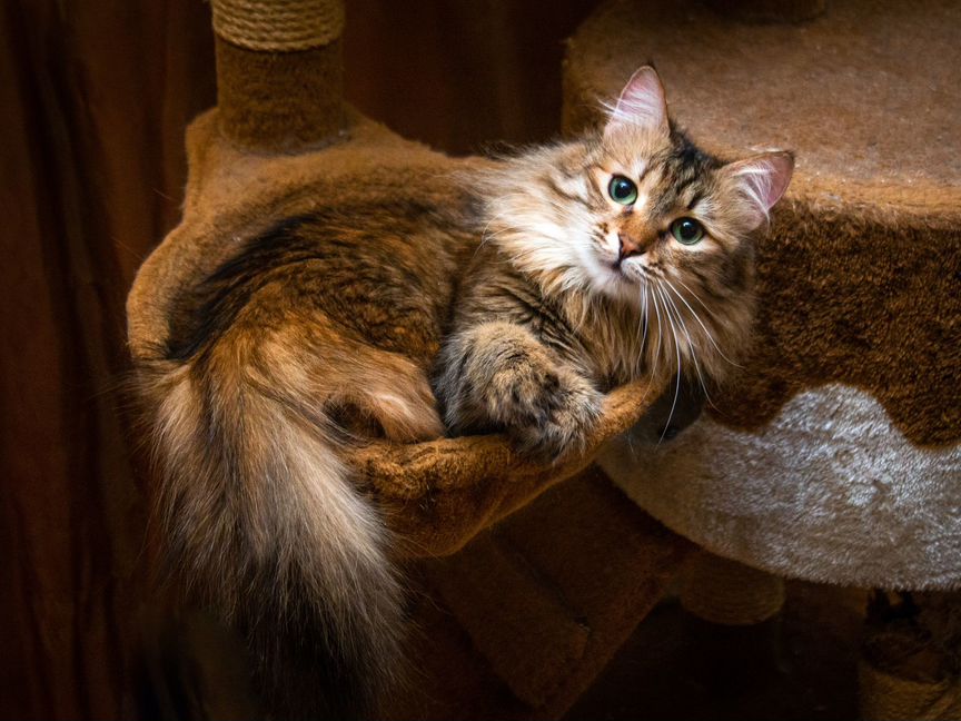 Сибирская кошечка Агнешка