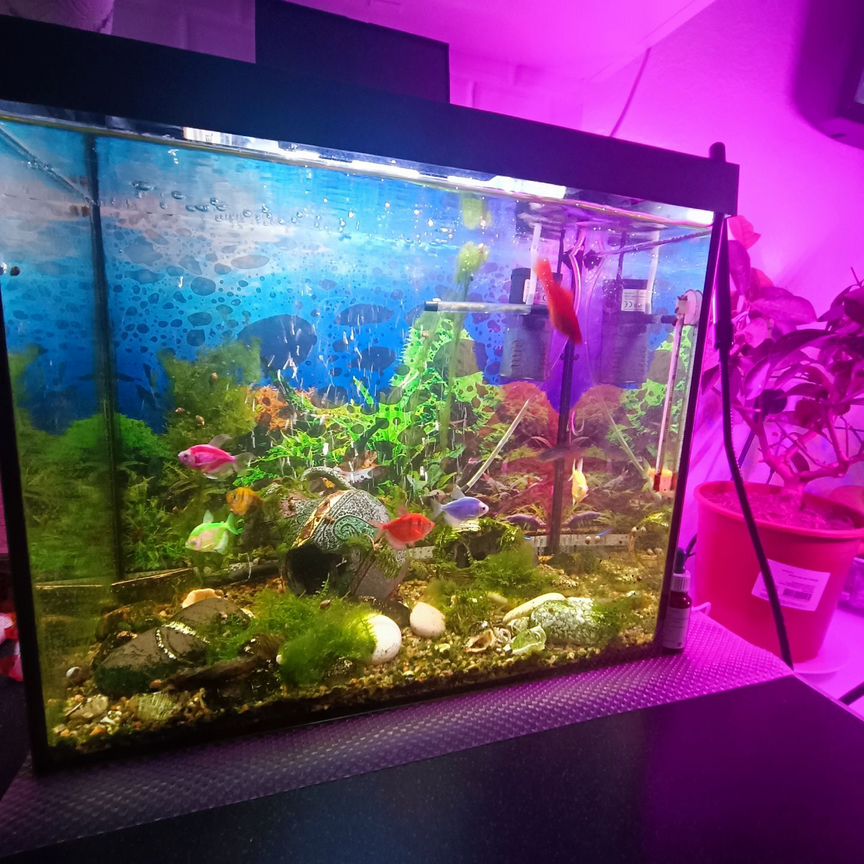 Аквариум с рыбками и всем необходимым