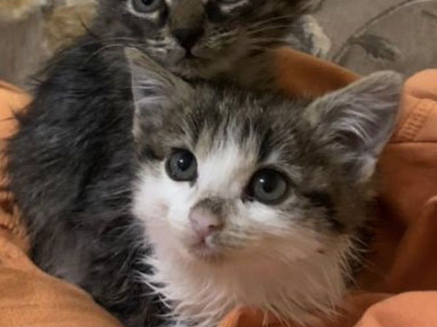 Котята в добрые руки