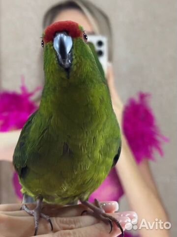 Отдам в хорошие руки самку Какарика