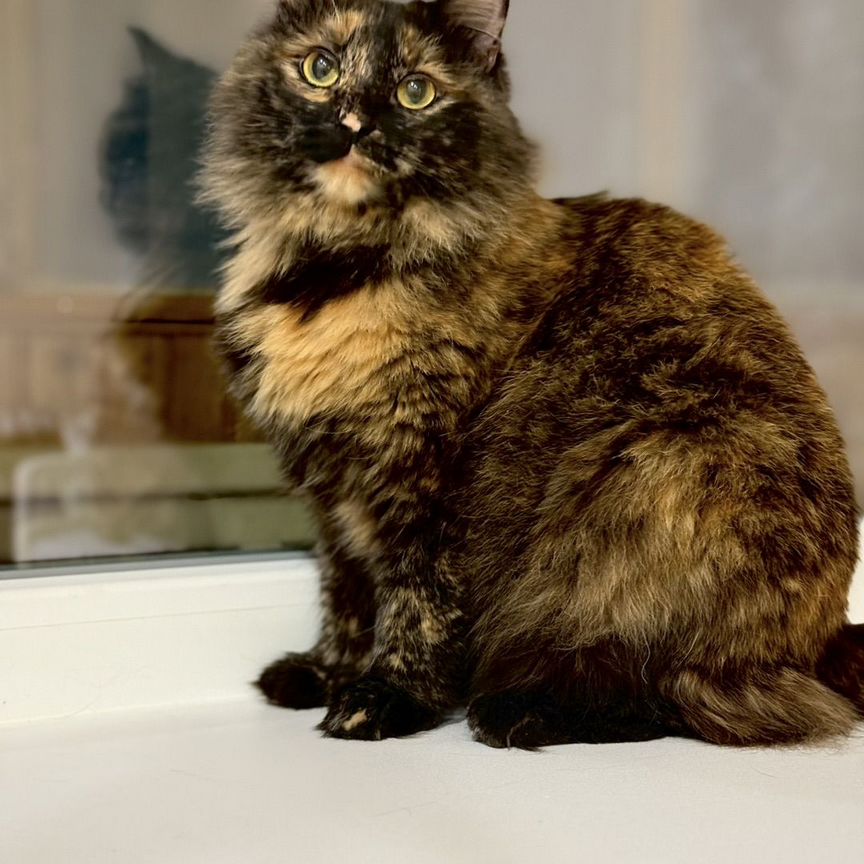 Кошка Диана 1,5 года