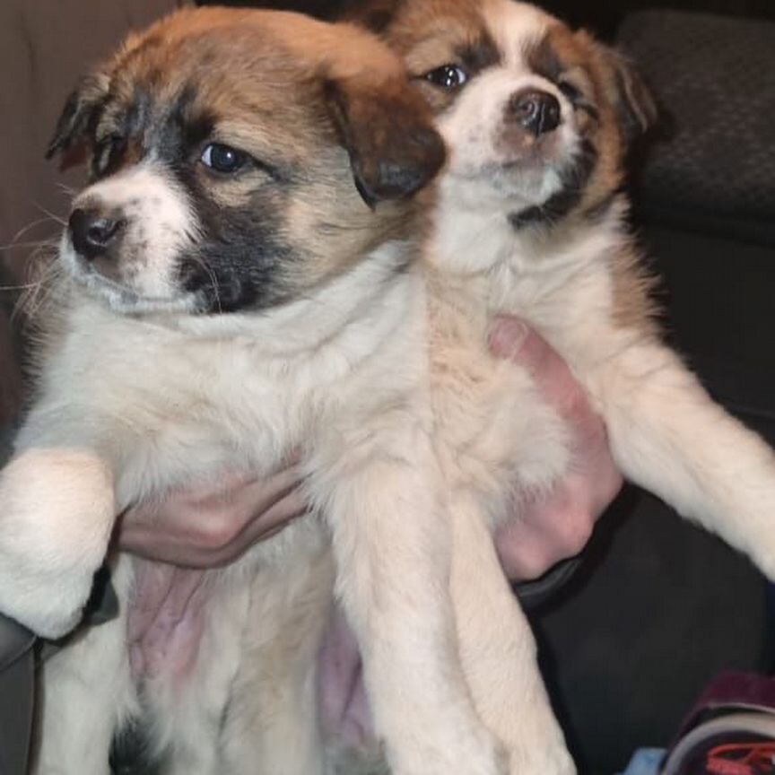 Щенок в добрые руки