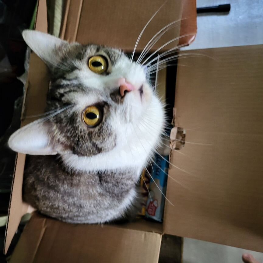 Котик активный