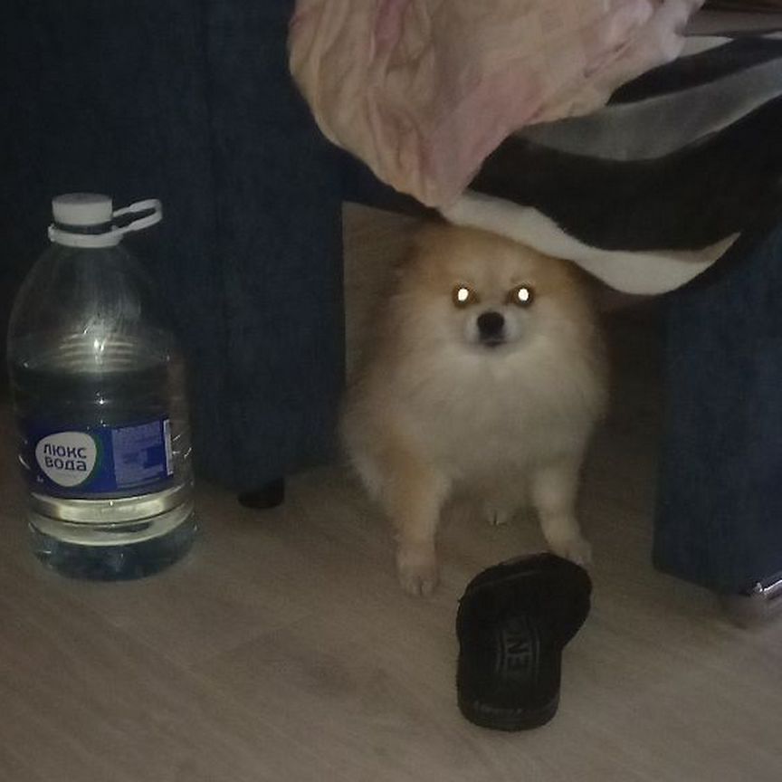 Померанский шпиц, взрослый пёс