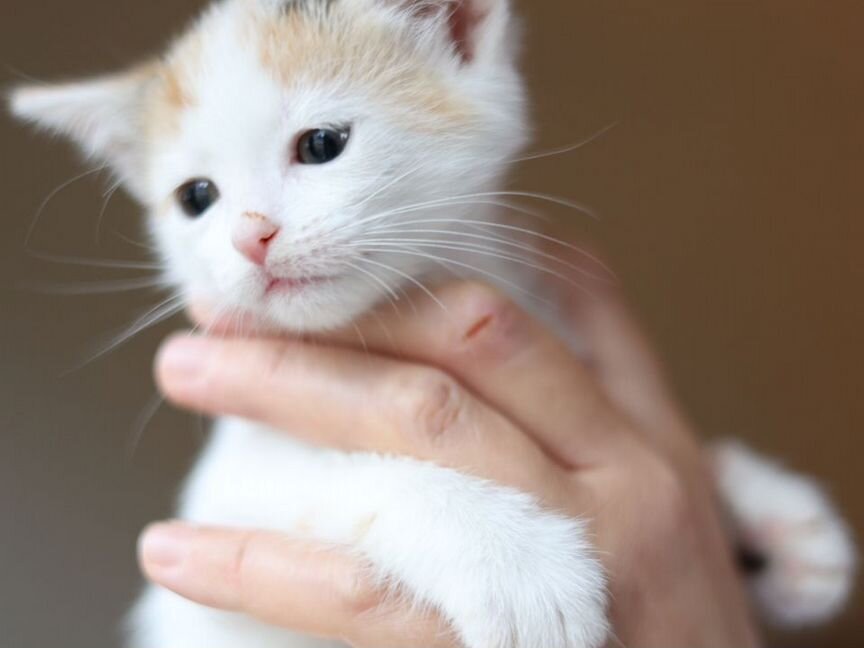 Котенок Девочка в добрые руки