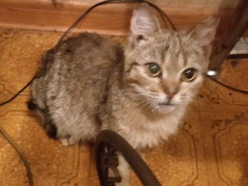 Кошечка в добрые руки