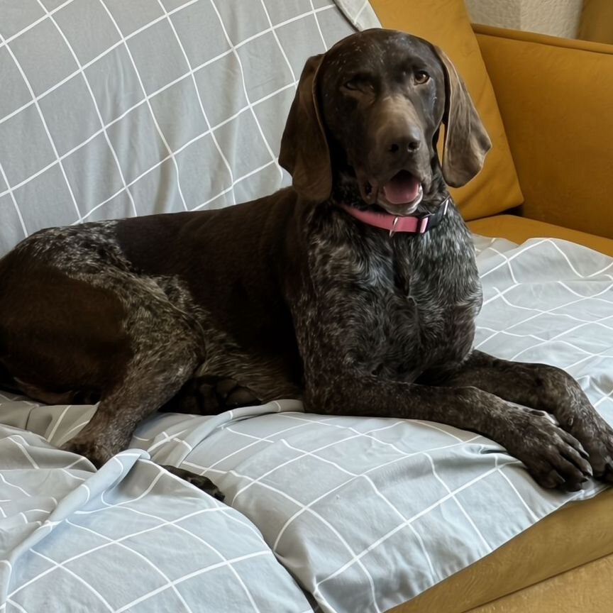 Курцхаар, щенок