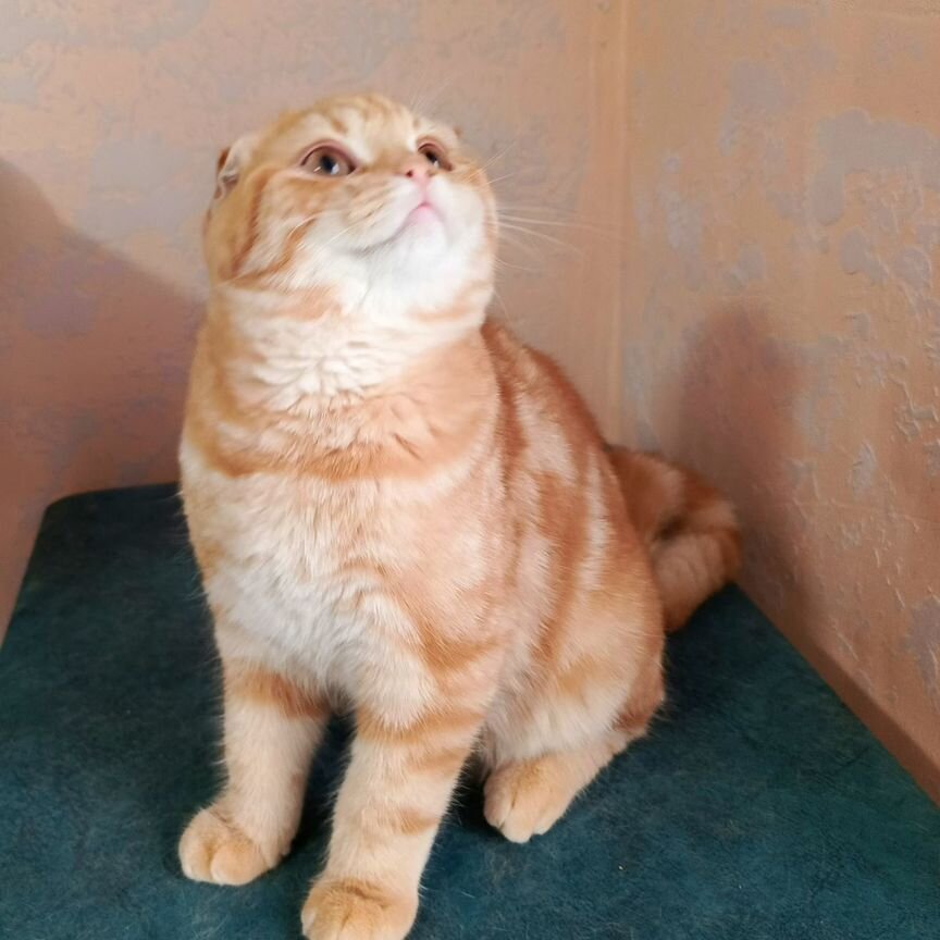 Красный мрамор котик
