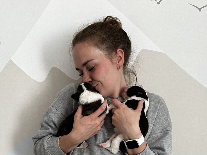 Щенки московская сторожевая