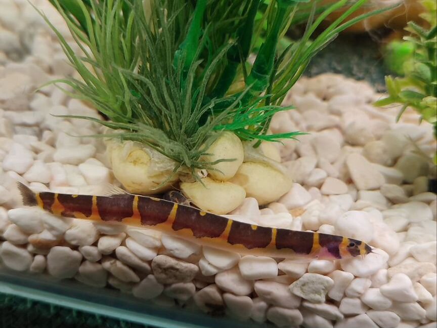 Акантофтальмус