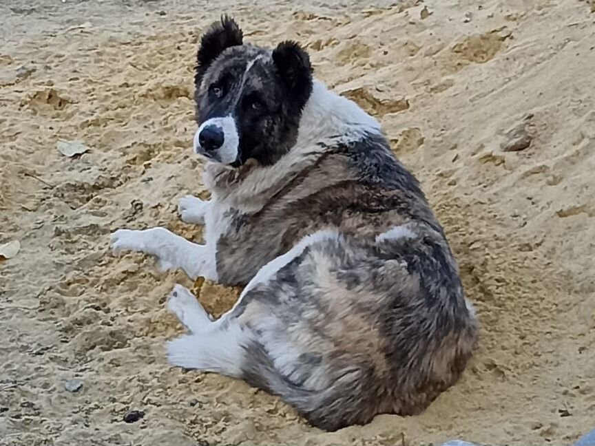 Среднеазиатская овчарка алабай