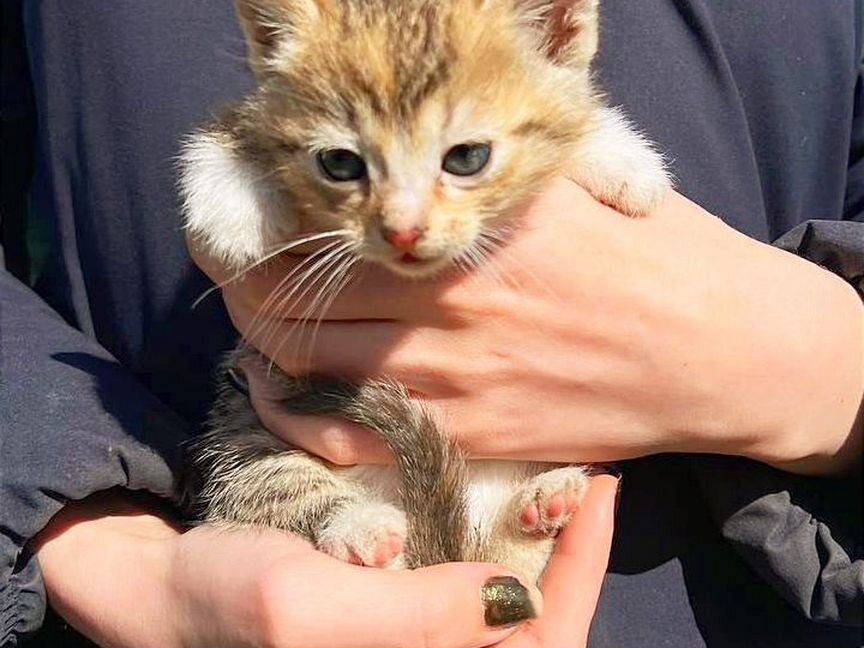 Котенок полосатый