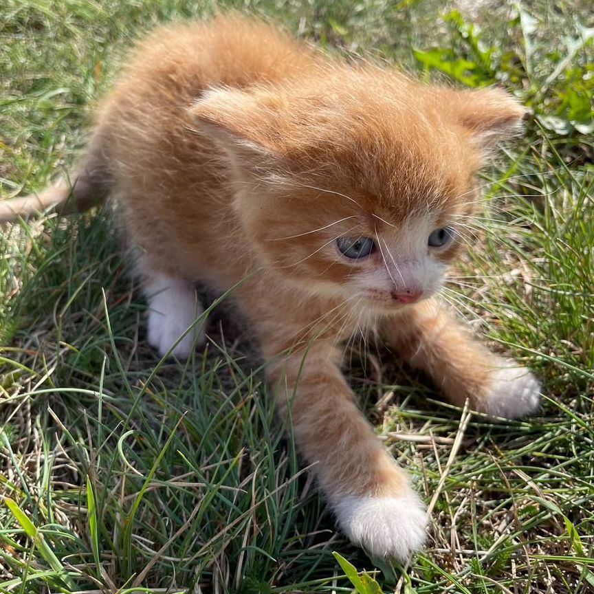 Отдам в добрые руки котят