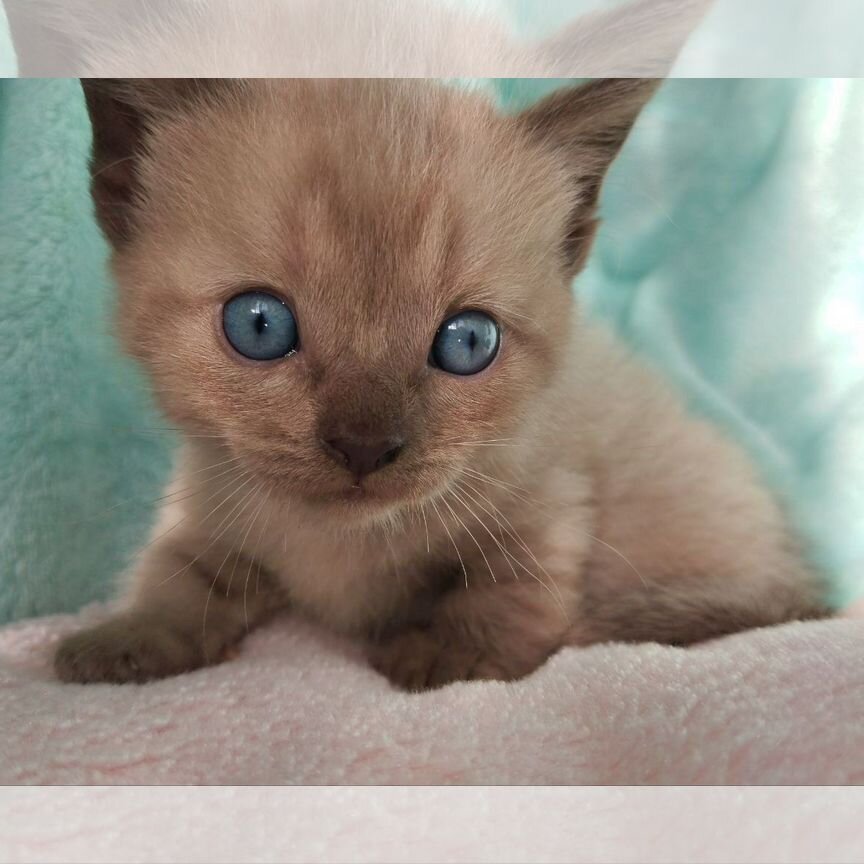 Манчкин мальчик шоколадный поинт экстремальный