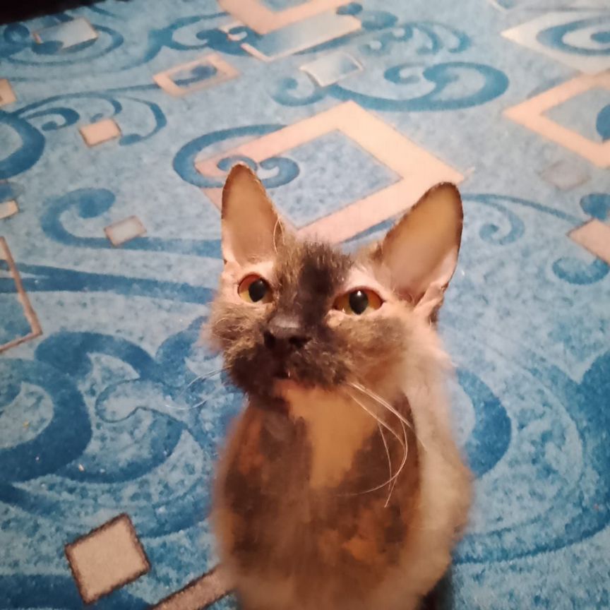 Котёнок 10 месяцев