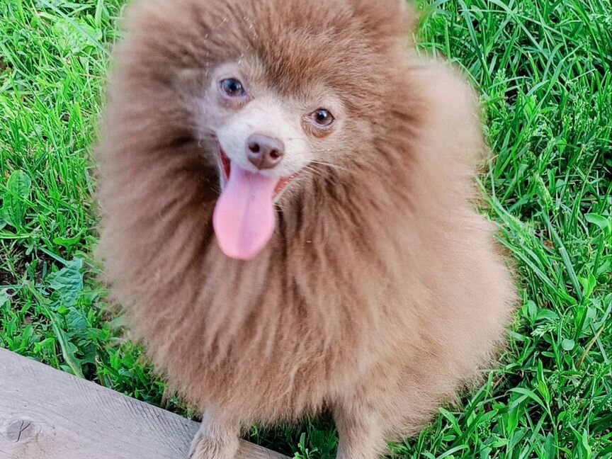 Лиловая девочка шпица 2 года