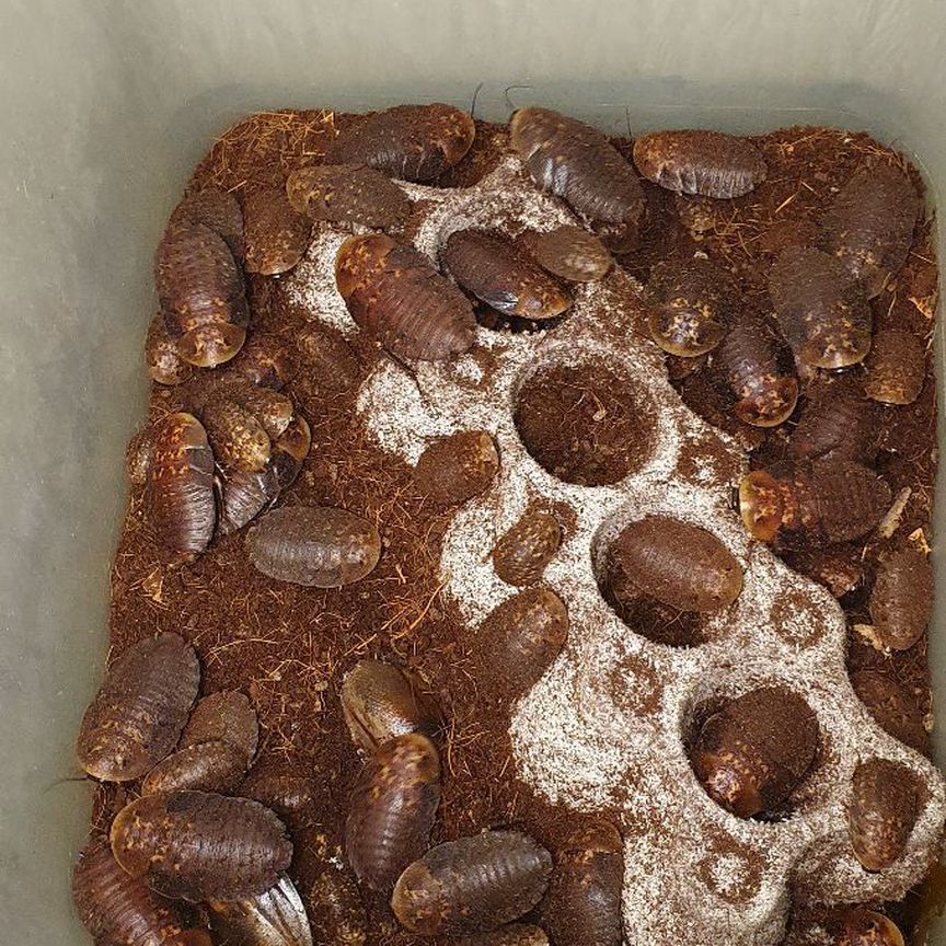 Колония тараканов